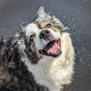 Rationalizing the cruelty of killing Sheba, a senior Aussie who ...